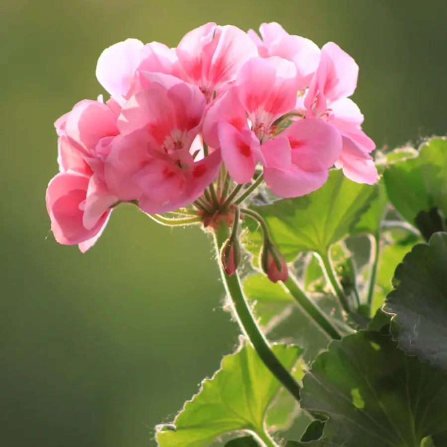 Cómo cultivar el geranio, la planta con flor 'imprescindible' de los ...