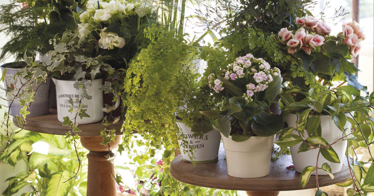5 plantas con flor perfectas para dar color a tu terraza o jardín esta ...