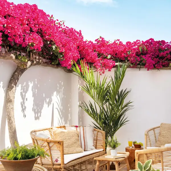 Pulgón blanco: qué es, cómo afecta a las plantas y cómo prevenirlo y ...