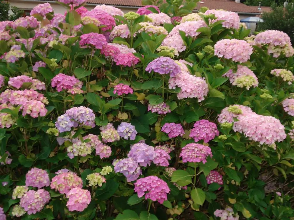 El truco fácil y barato para cambiar el color de tus hortensias esta ...