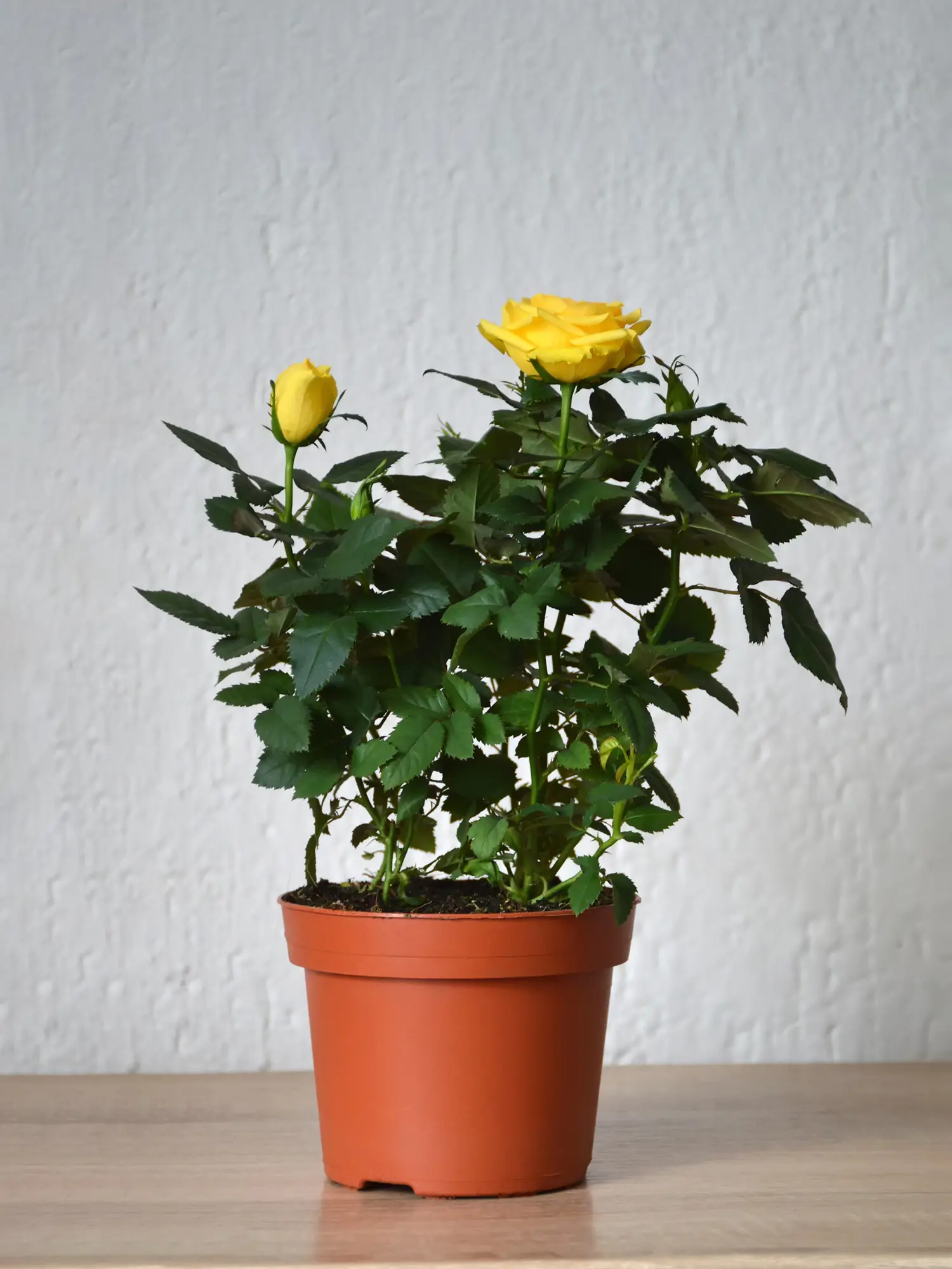 5 arbustos con flor que puedes cultivar en maceta para dar color y ...