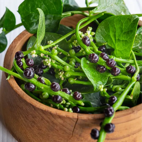 Pulgón blanco: qué es, cómo afecta a las plantas y cómo prevenirlo y ...