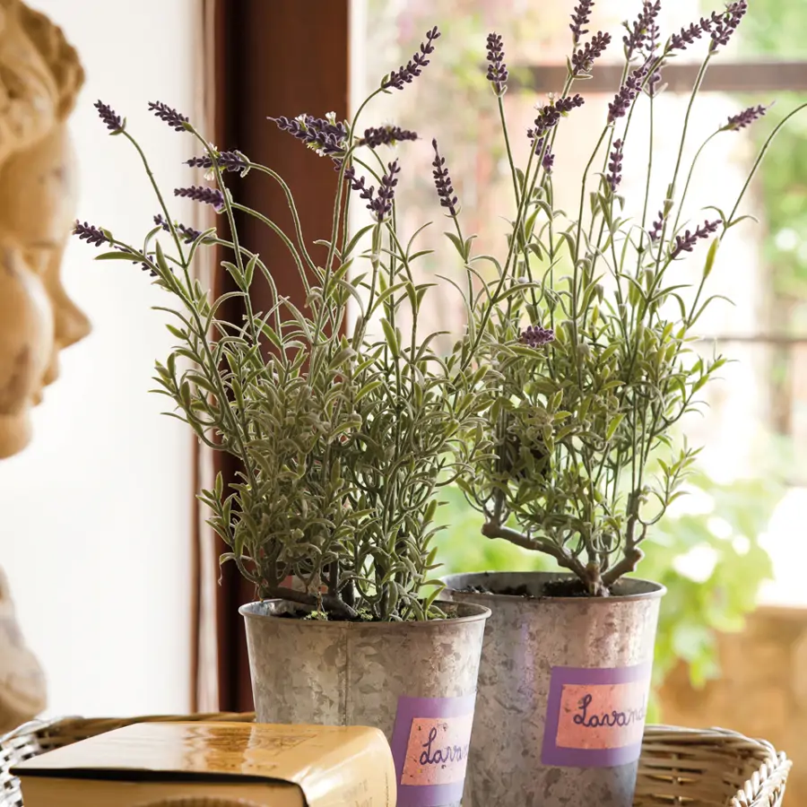 Cómo cultivar lavanda en maceta en solo 4 pasos fáciles