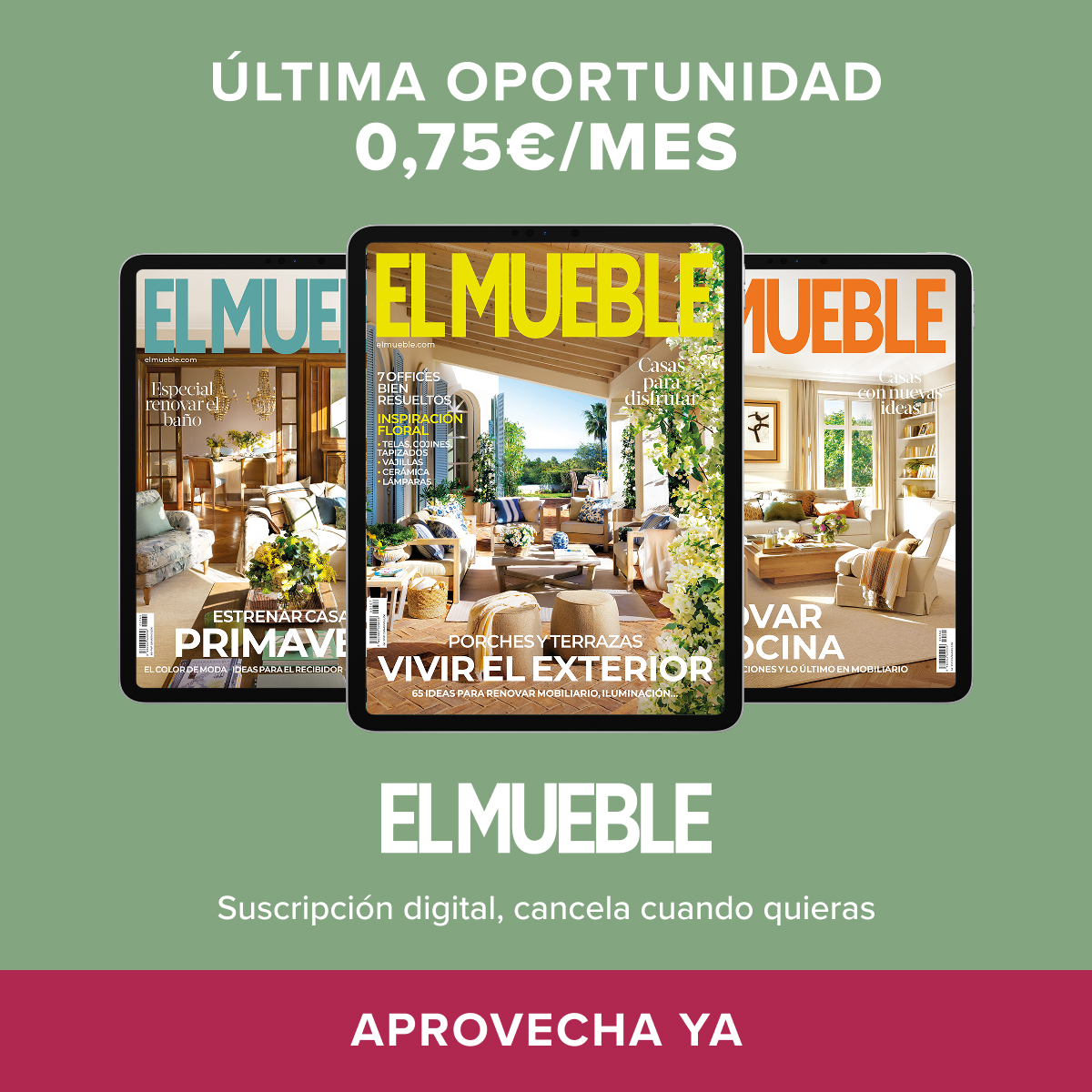 Chumbera: todos los cuidados y curiosidades sobre este cactus tan ...