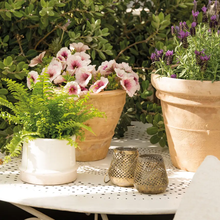 Los expertos en jardinería coinciden: "Nunca deberías plantar un ...