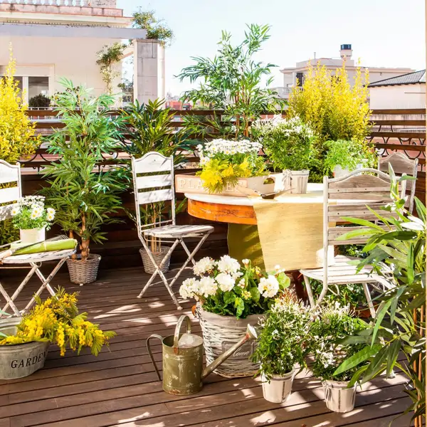 Ni jazmín ni lavanda: el árbol discreto que llena balcones y terrazas ...