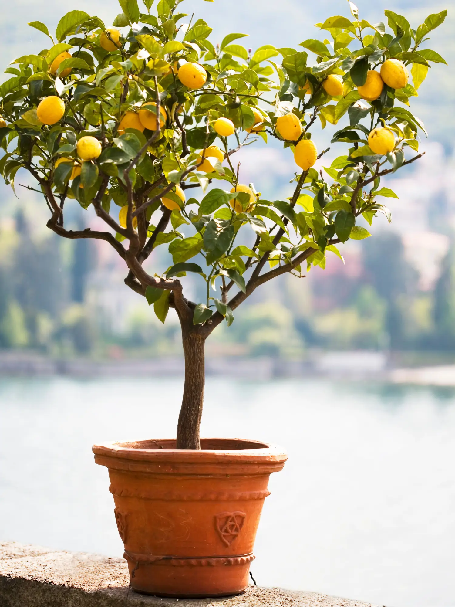 6 árboles que perfuman y son ideales para plantar en macetas sin ...