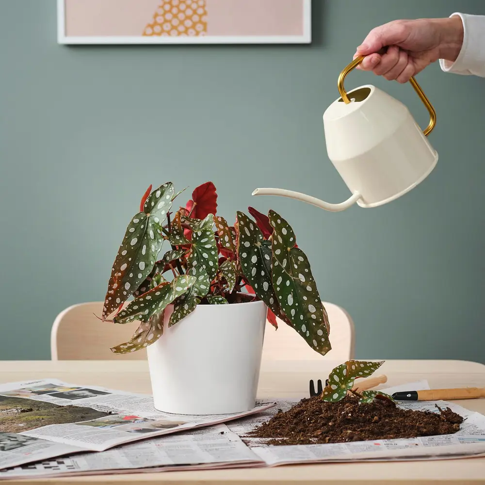 Natalia Sáez, experta en plantas: "Aunque la begonia maculata sea una ...